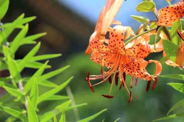 How to grow Tiger Flowers | Delhi Dudes