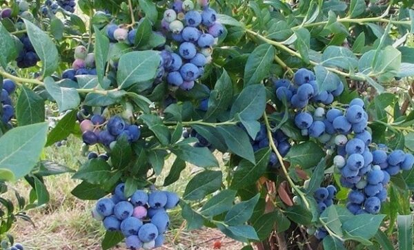 Blueberry Farming in India: Earn ₹50 Lakh Per Acre | Delhi Dudes