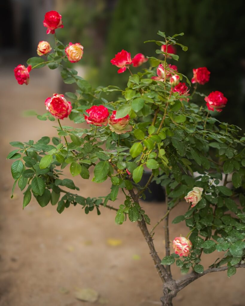 Exploring the Diverse Rose Varieties at Saini Plant Home Nursery ...